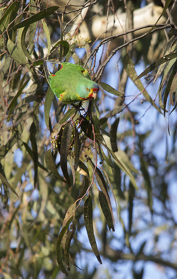 Swift Parrot from Melbourne VIC, Australia on June 7, 2015 at 08:48 AM ...