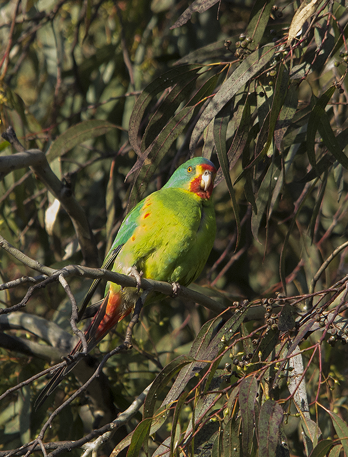 Swift Parrot from Melbourne VIC, Australia on June 7, 2015 at 08:51 AM ...