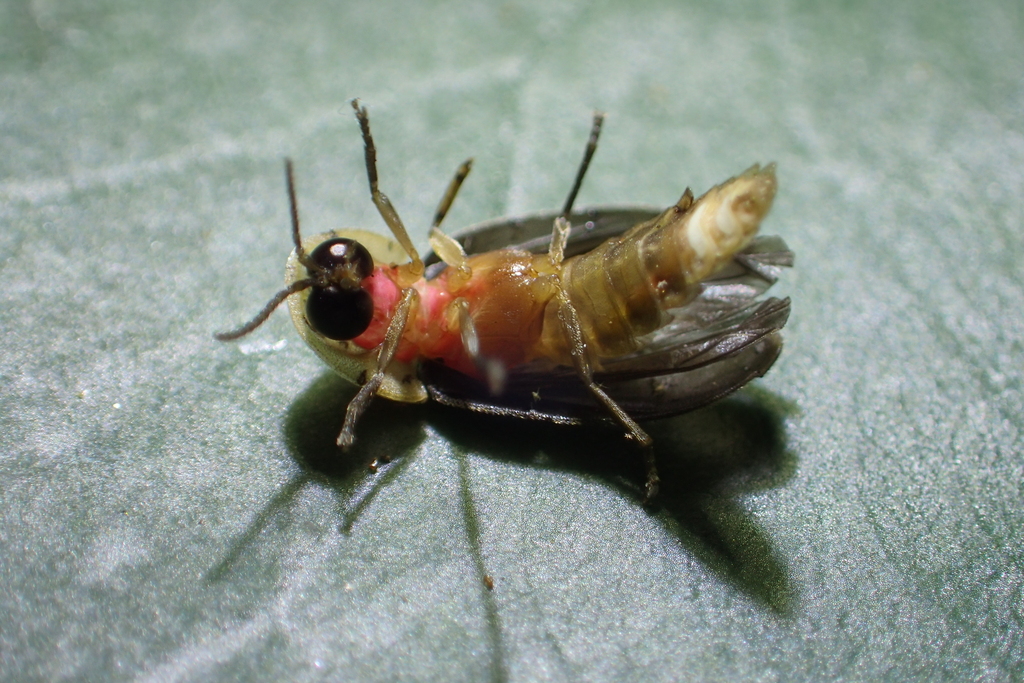 Diaphanes formosus from 池南國家森林遊樂區 on August 3, 2023 at 08:16 PM by 灶馬 ...