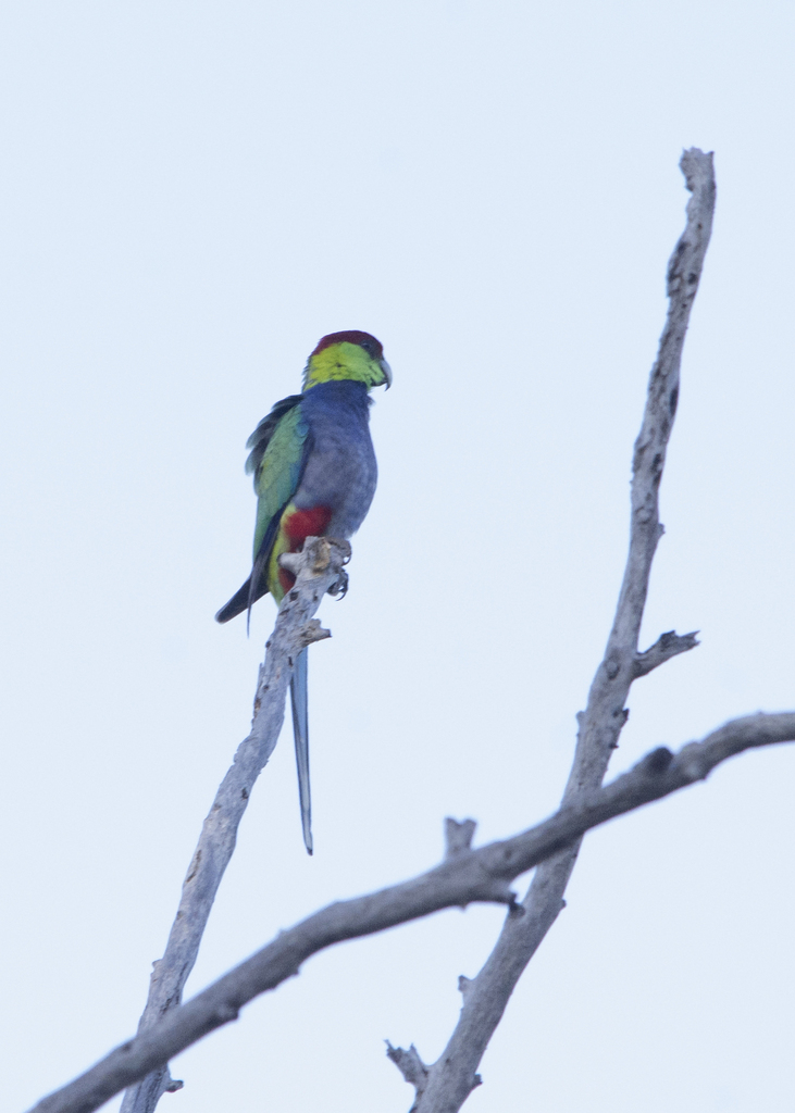 Red-capped Parrot from Perth WA, Australia on November 22, 2015 at 08: ...