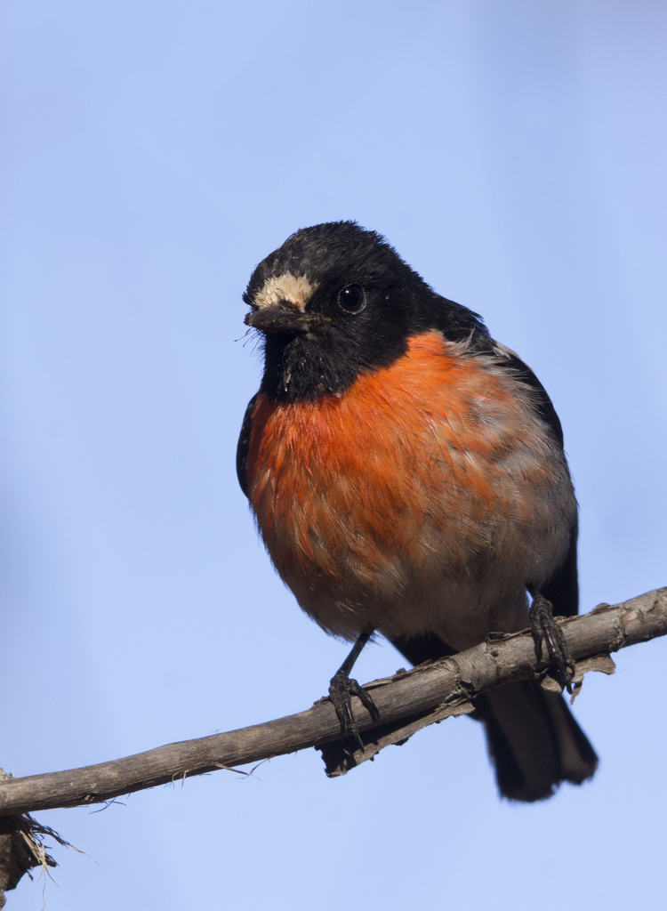 Scarlet Robin from Perth WA, Australia on November 22, 2015 at 10:07 AM ...