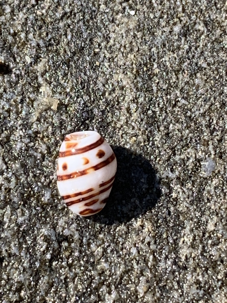 Engina lineata from Yuraygir National Park, Yuraygir, NSW, AU on August ...