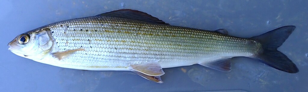 European Grayling in August 2023 by Johannes Schlagbauer. Fish ...