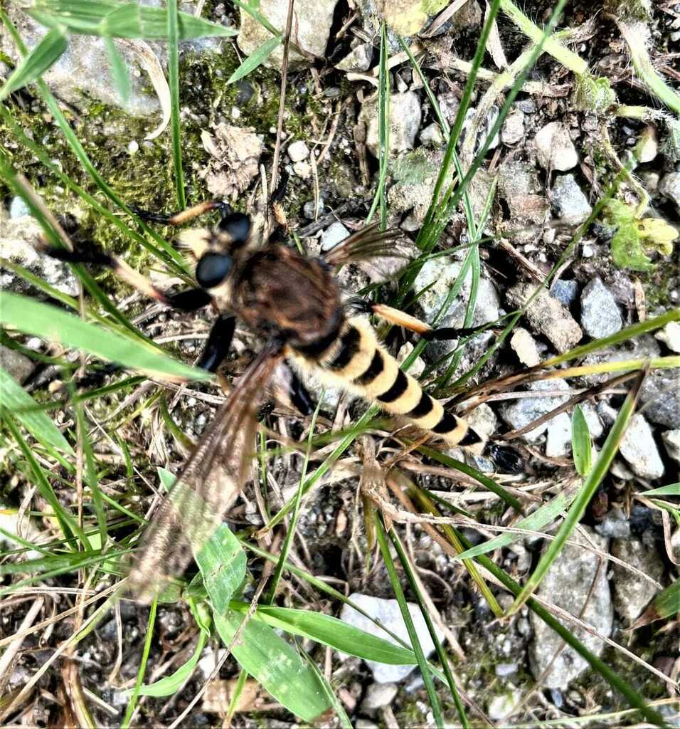 Red-footed Cannibal Fly in August 2023 by graham_nc. ecoEXPLORE ...