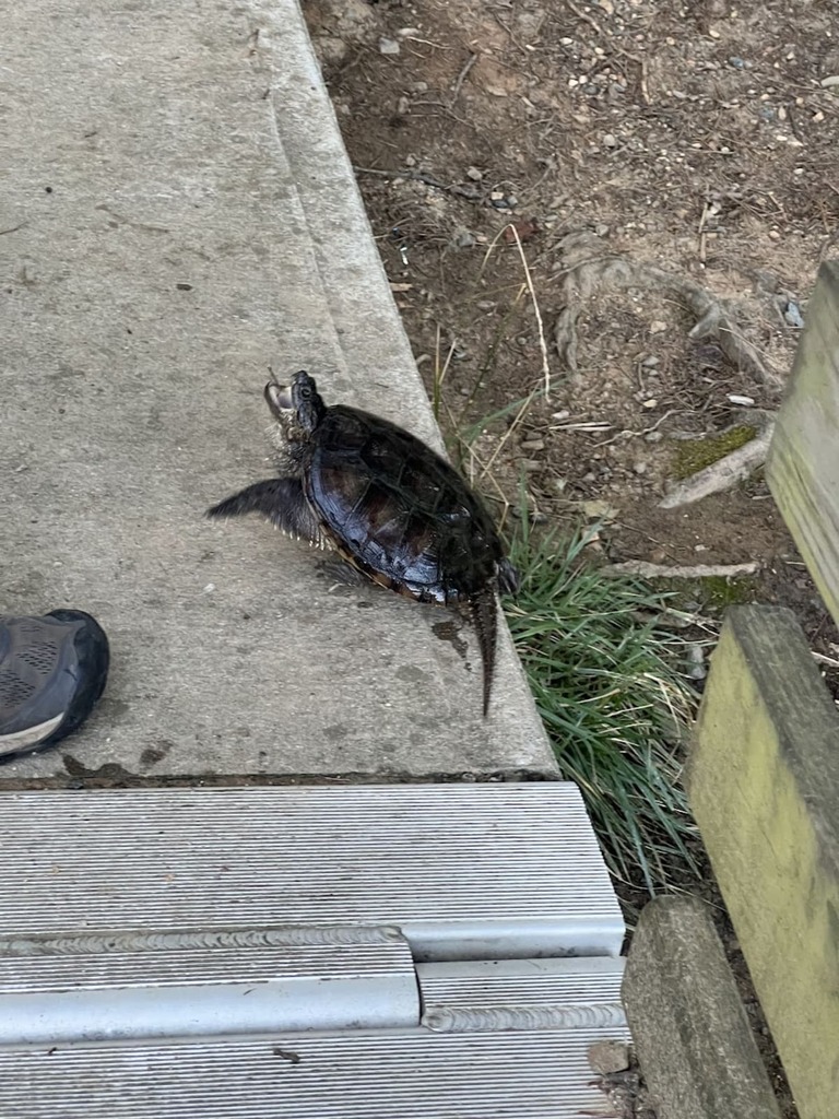 Common Snapping Turtle in August 2023 by orange_nc. ecoEXPLORE Username ...