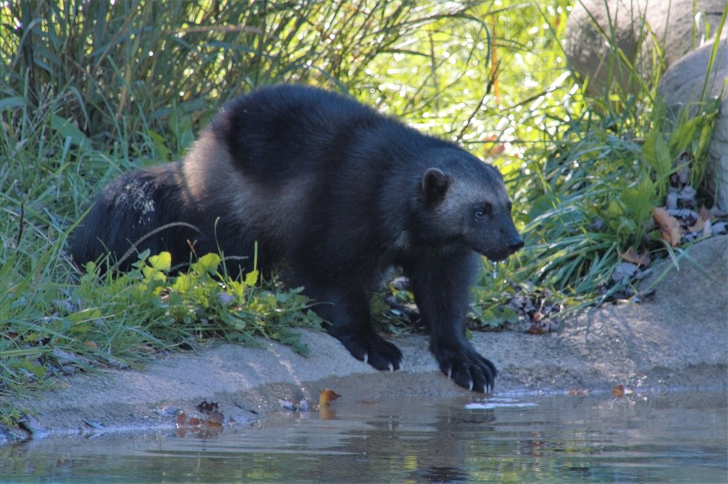 American Wolverine (Gulo gulo luscus) - Know Your Mammals