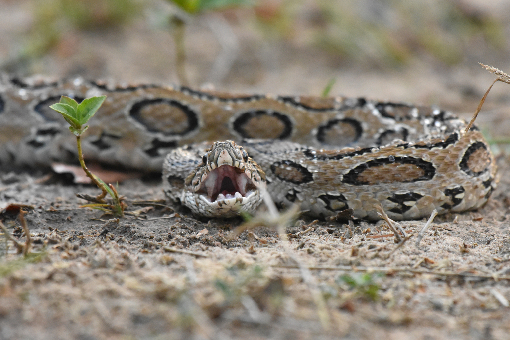 Russell's Viper from Sri Ram Chandra Vihar, Takatpur, Mayurbhanj ...