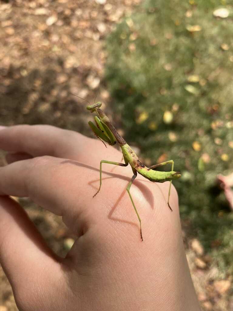 Carolina Mantis in August 2023 by pitt_nc. ecoEXPLORE Username: mantis ...