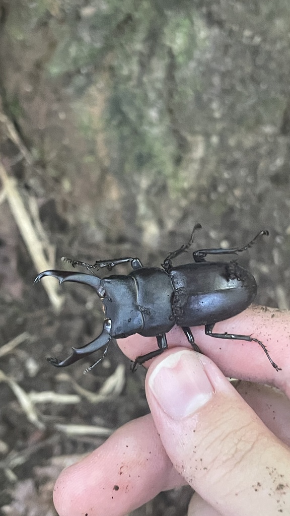 Dorcus rectus rectus in August 2023 by eggseries · iNaturalist