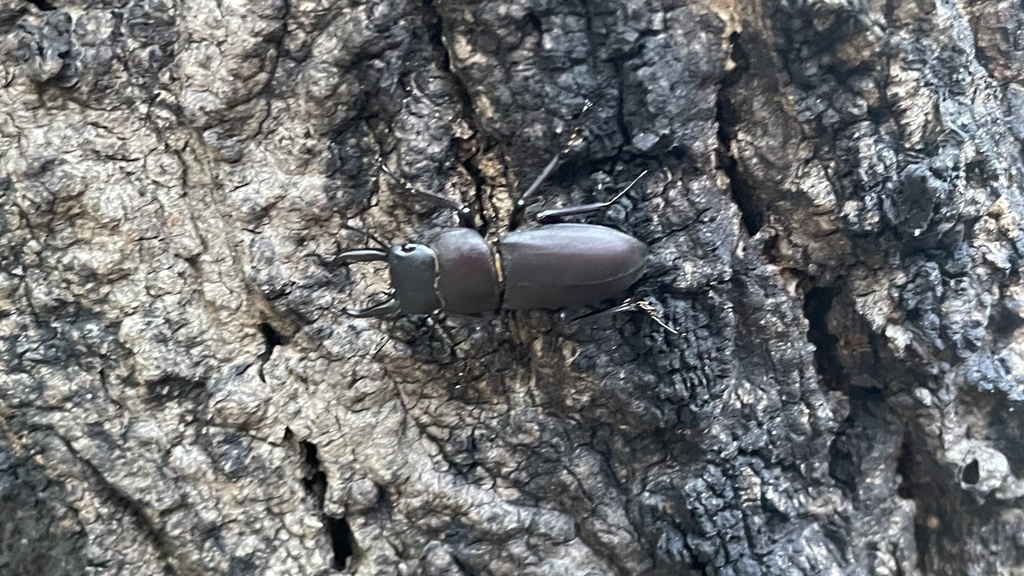 Dorcus rectus rectus in August 2023 by eggseries · iNaturalist