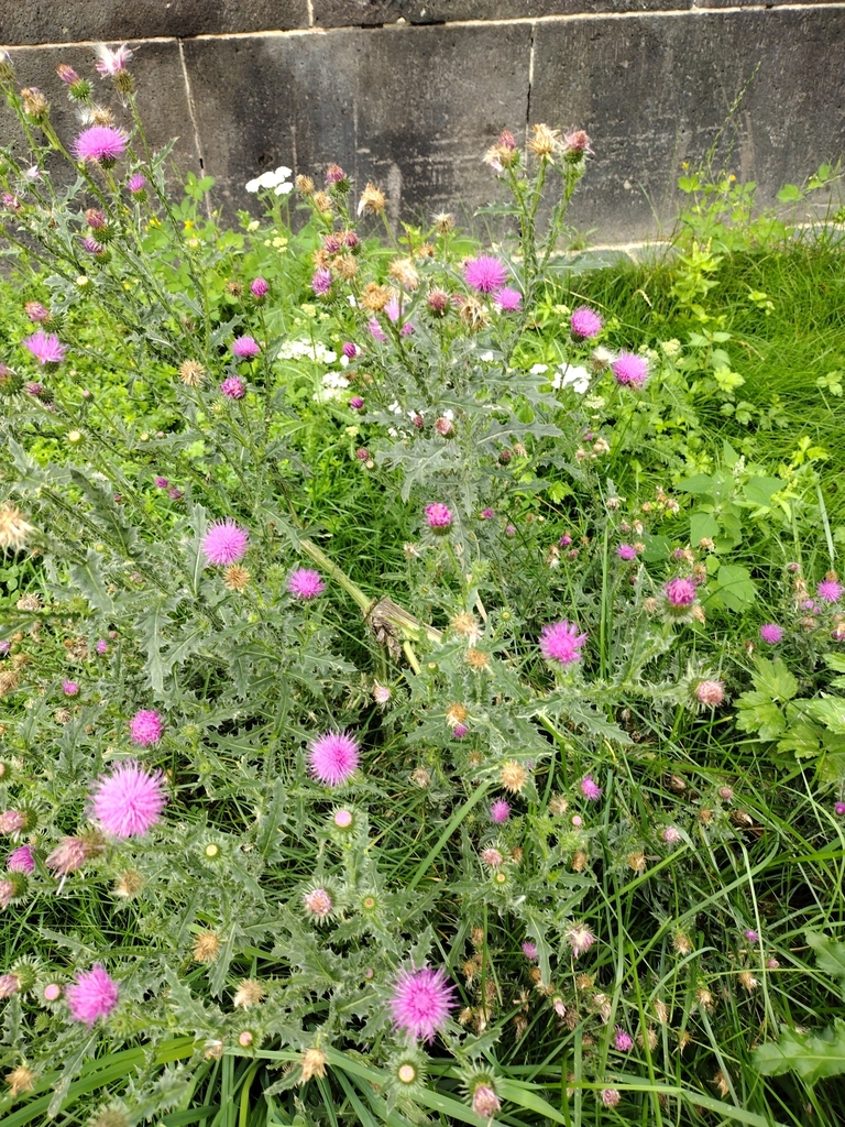 Broad-winged Thistle from 60314 Frankfurt, Germany on August 30, 2023 ...
