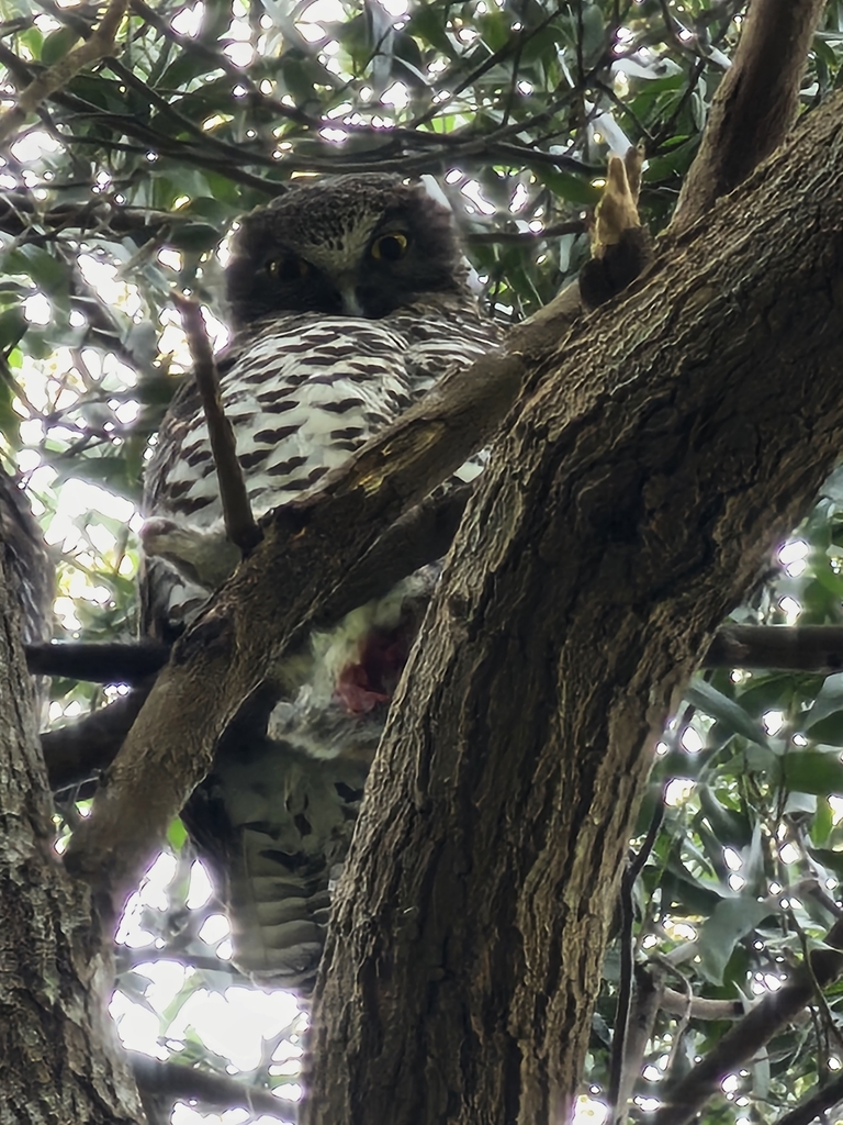 Powerful Owl in August 2023 by ianrainbow. Pair in Blackwood, this on ...