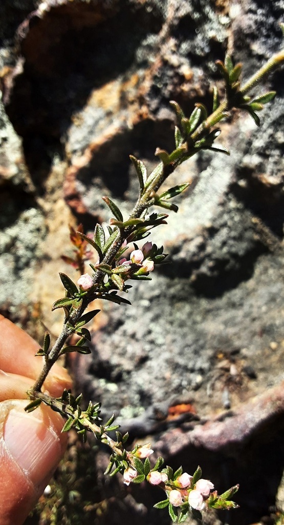 Cyanothamnus rigens from Gardens of Stone SCA Lidsdale NSW 2790 ...