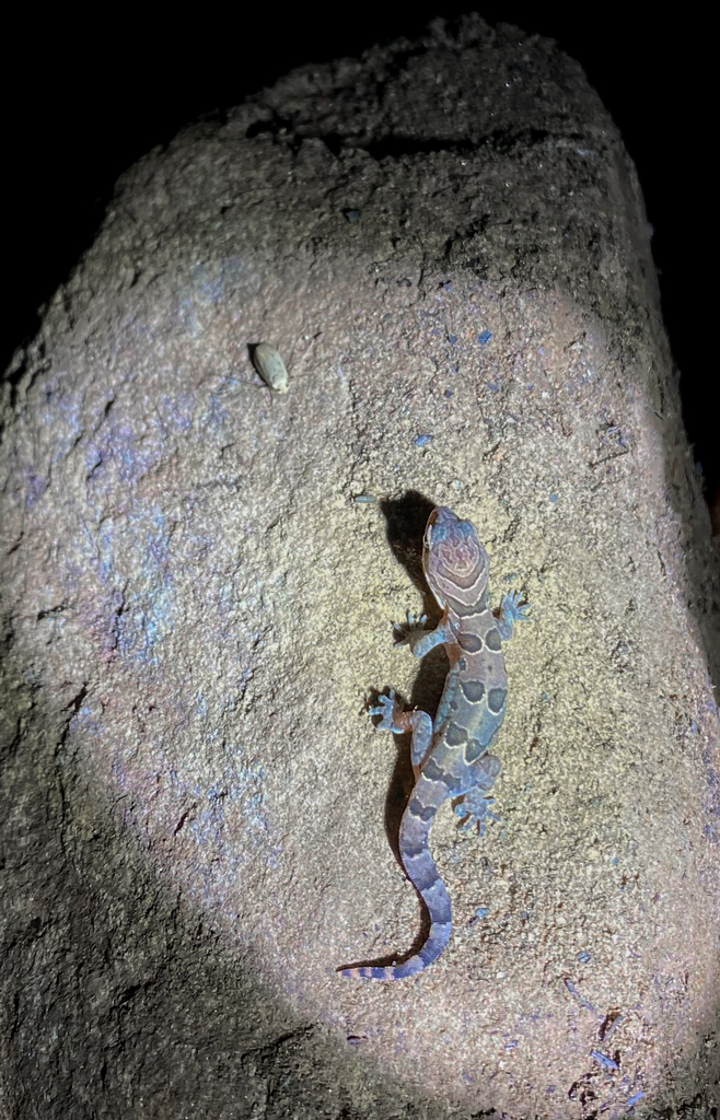 Clouded Bent-toed Gecko from Karlapat, Odisha 766027, India on June 6 ...