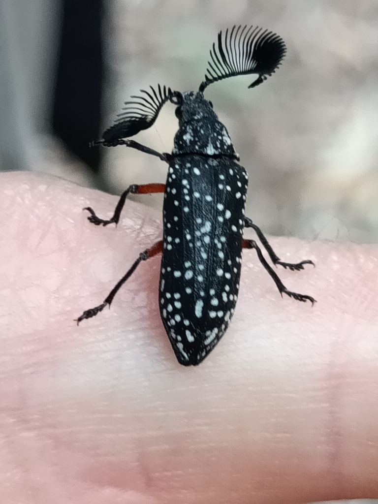 Feather-horned beetle from Noosa North Shore QLD 4565, Australia on ...