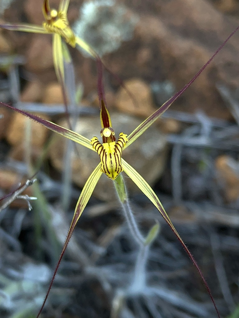 Cape spider orchid in August 2023 by christine-m · iNaturalist
