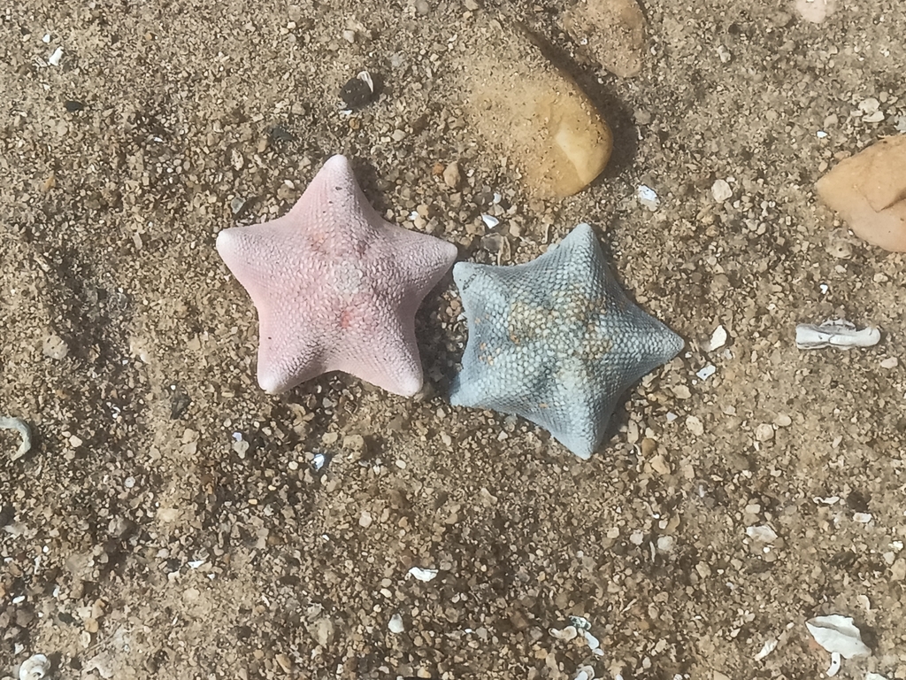 Blue Bat Star from 山东省威海市环翠区泊于镇滨海大道 on August 30, 2023 at 02:40 PM by ...