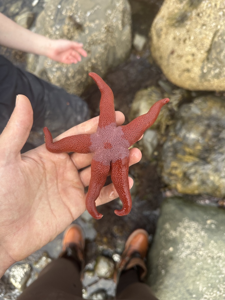 Blood Stars from Gulf of Alaska, AK, US on July 27, 2023 at 03:17 PM by ...