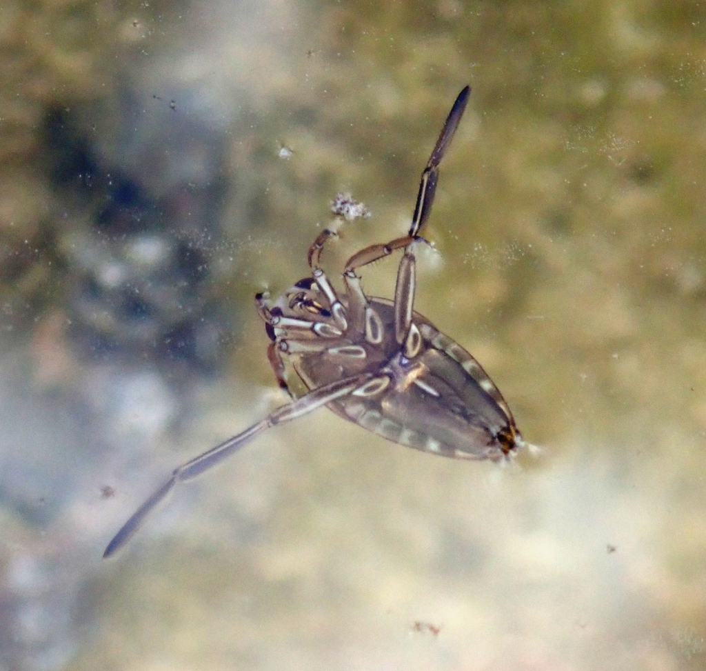 Milky Backswimmers from Teruel, Spain on August 3, 2023 at 11:56 AM by ...
