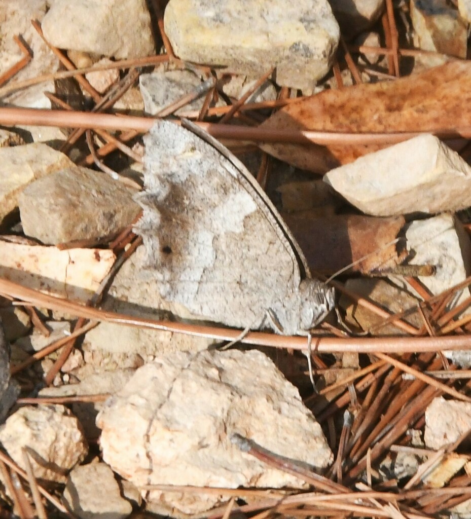 Tree Grayling from 83700 Saint-Raphaël, France on August 30, 2023 at 09 ...