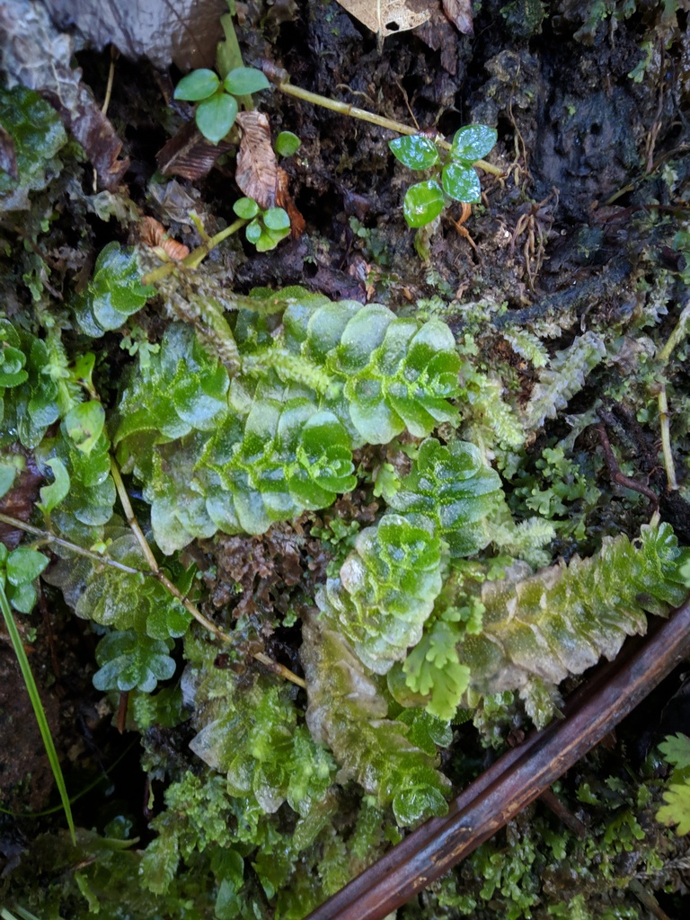 Treubia lacunosa from Argyle Track, Charleston, New Zealand on August ...