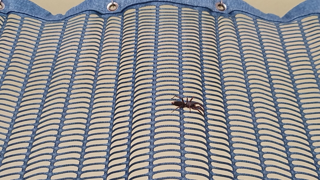 Eastern White-tail Spider from Grafton, Auckland, New Zealand on August ...