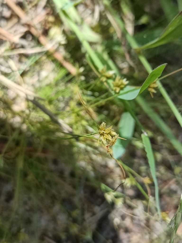 Watergrass in August 2023 by ingester · iNaturalist