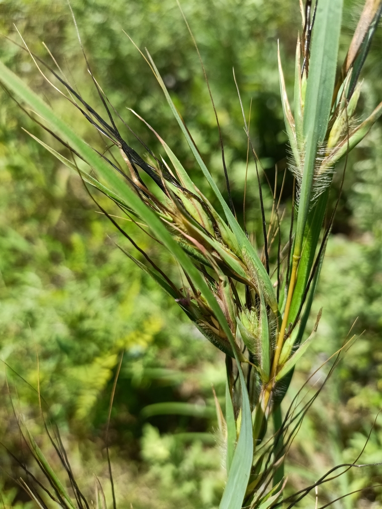 Kangaroo Grass in August 2023 by ingester · iNaturalist
