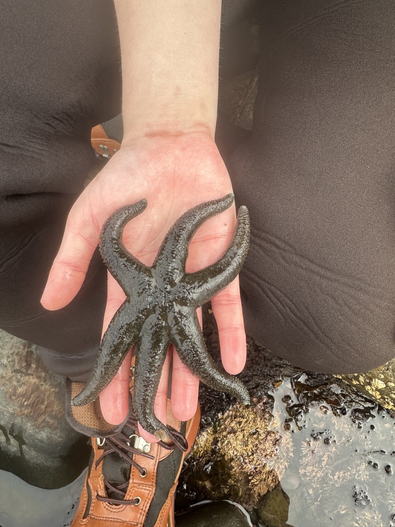 Alaskan Six-rayed Star from Gulf of Alaska, AK, US on August 03, 2023 ...