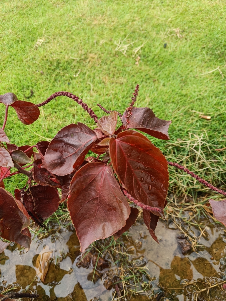Copperleaf from PH7R+MMX, Chindepalle, Andhra Pradesh 517619, India on ...