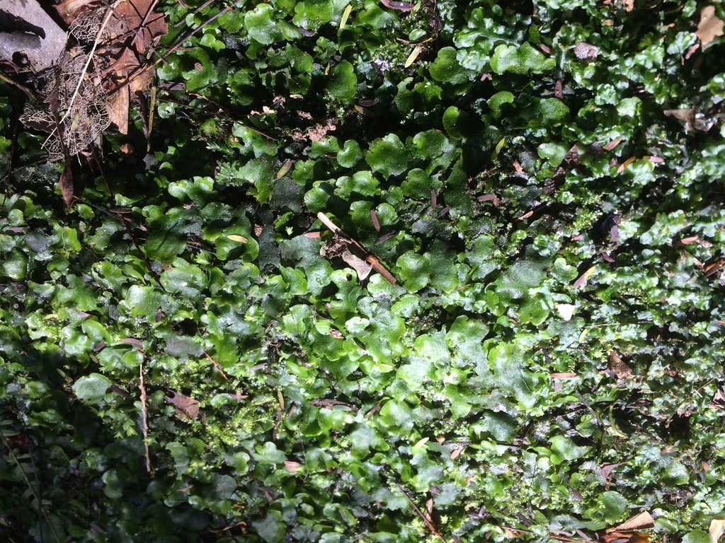 Monoclea gottschei from Carambeí - Estado de Paraná, 84145-000, Brasil ...