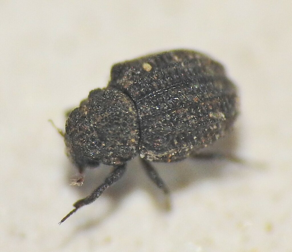Georissus from Talegalla Weir QLD 4650, Australia on August 30, 2023 at ...