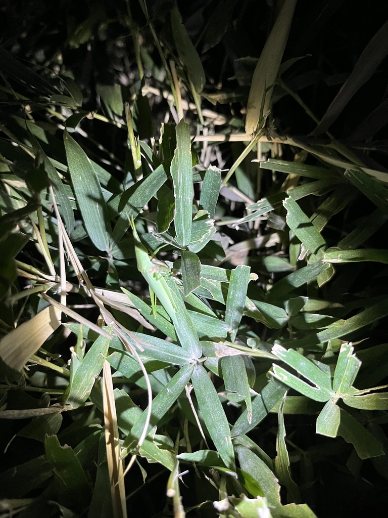 Atractomorpha lata in August 2023 by mako328 · iNaturalist