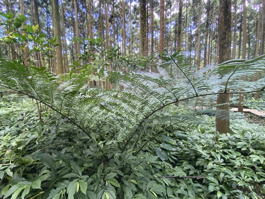 king fern in August 2023 by k9coke · iNaturalist