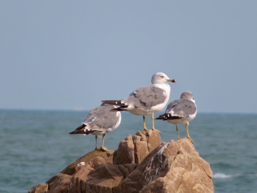 Black-tailed Gull from Laoshan District, Qingdao, Shandong, China on ...
