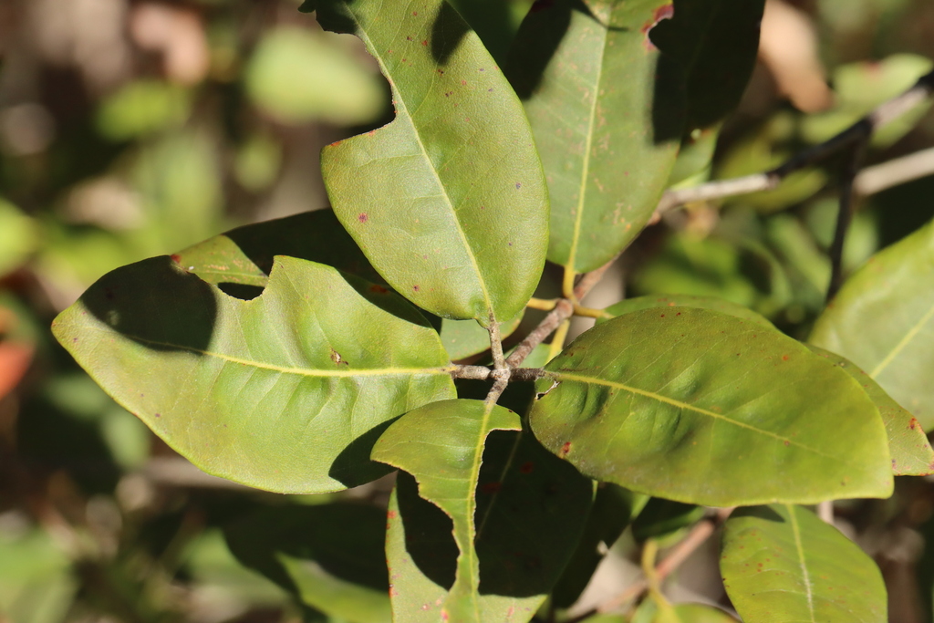 Turpentine from Sydney NSW, Australia on August 21, 2023 at 03:31 PM by ...