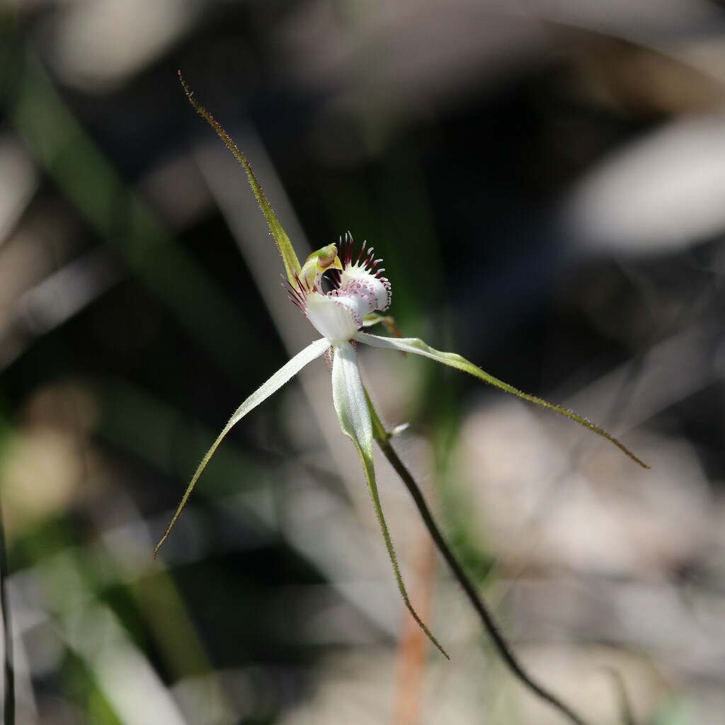 Reclining spider orchid from Scaddan WA 6447, Australia on August 27 ...