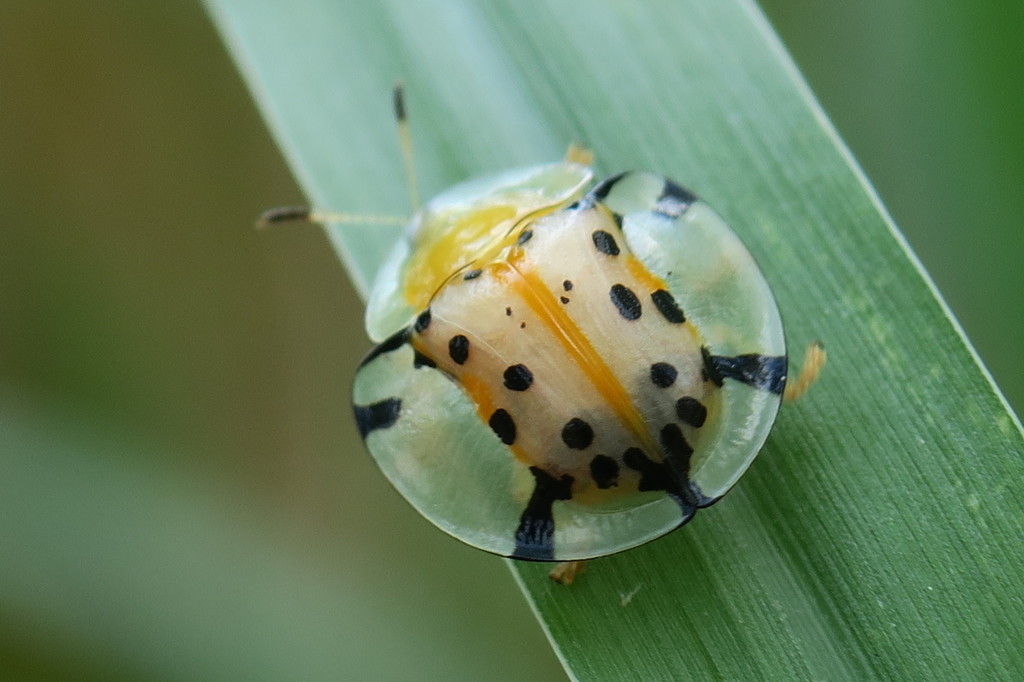 Asian Spotted Tortoise Beetle from Tampines, Singapore on February 17 ...