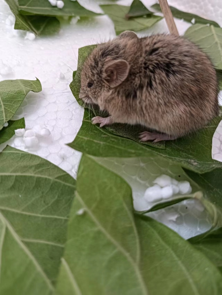 Mongolian Hamster (Allocricetulus curtatus) - Know Your Mammals