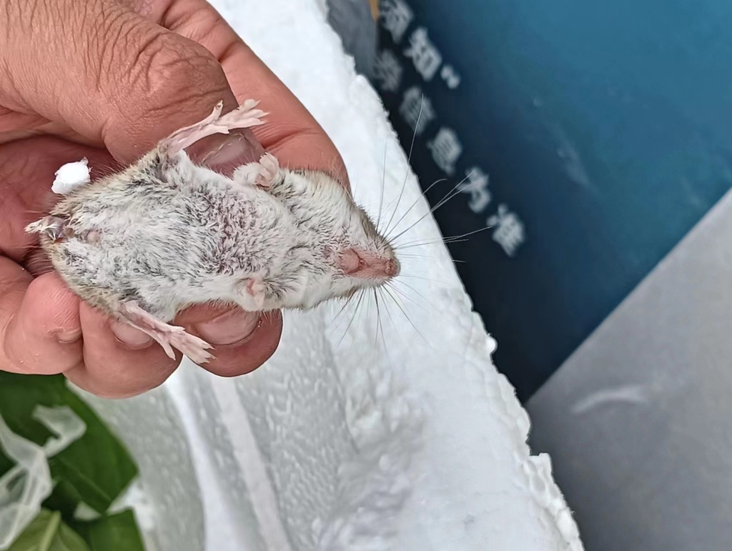 Mongolian Hamster (Allocricetulus curtatus) - Know Your Mammals