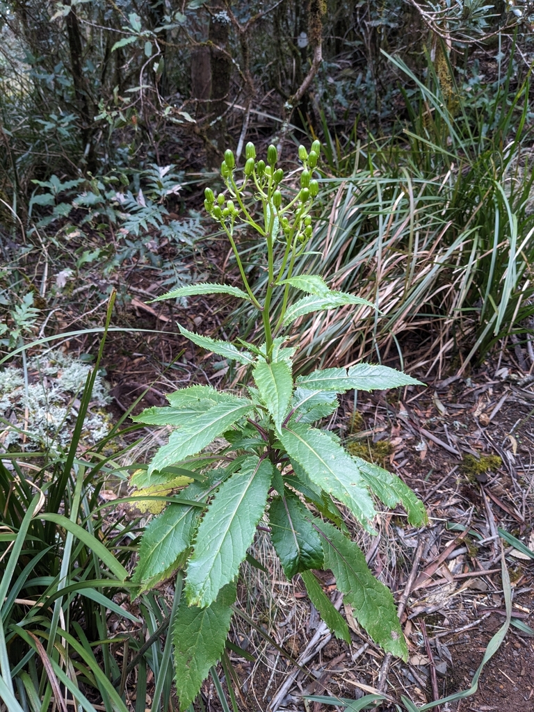 Almond-Leaved Senecio from GC63+RX, Ebor NSW 2453, Ausztrália on August ...