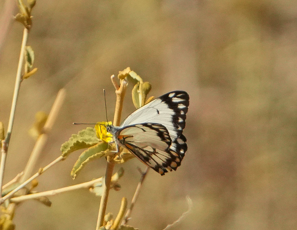 Caper White on August 29, 2023 at 10:48 AM by Greg McKay. Probable but ...