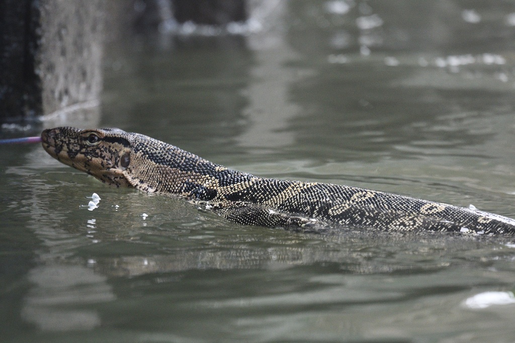 Southeast Asian Water Monitor From Yan Nawa Bangkok Thailand On