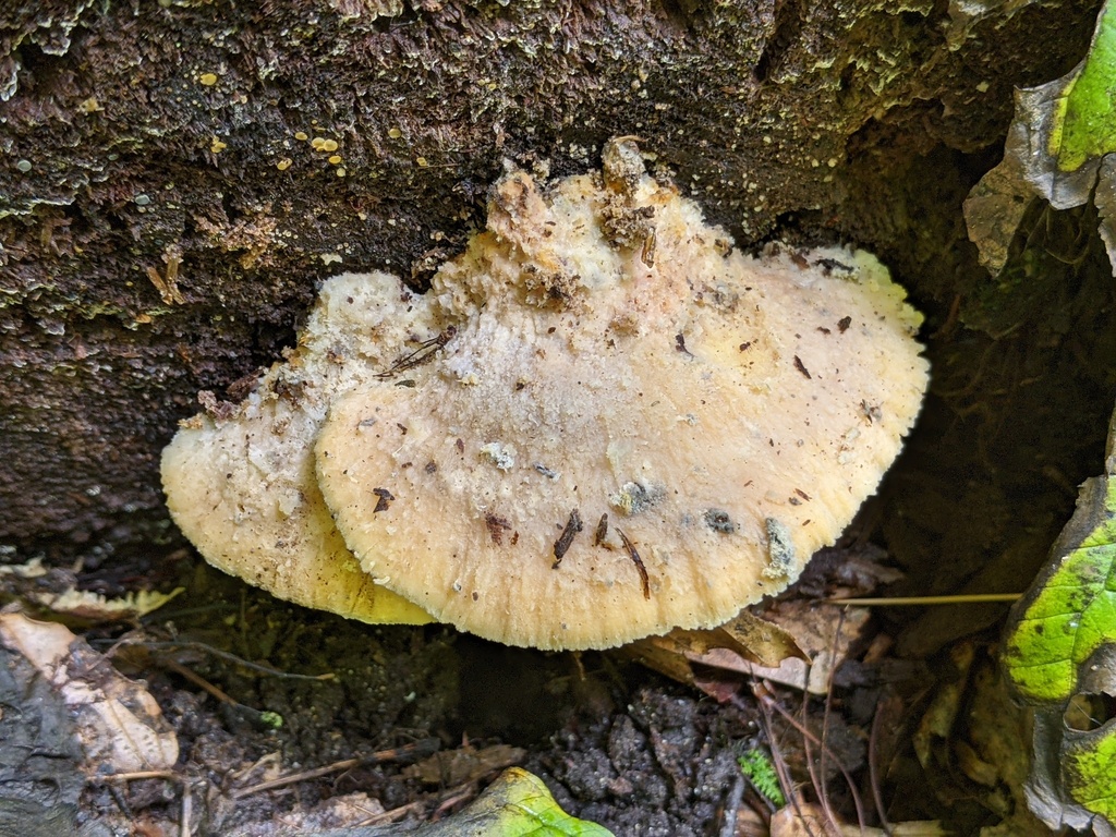 shelf fungi from Proud Lake Recreation Area on July 24, 2023 at 12:40 ...