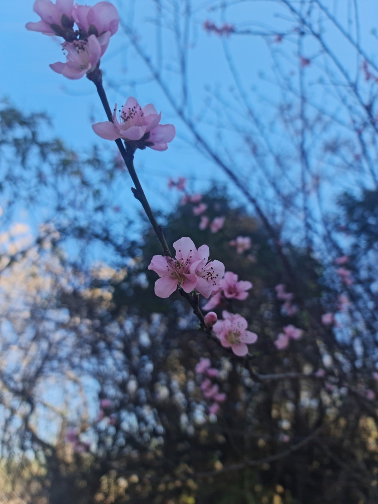 Peach from Western Deep Levels, Wedela, Carletonville, South Africa on ...