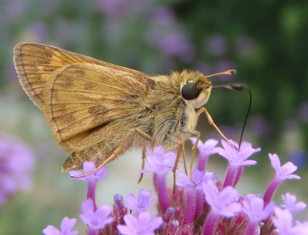 Sachem from 353 E Hanover Ave, Morristown, NJ 07960 on August 29, 2023 ...