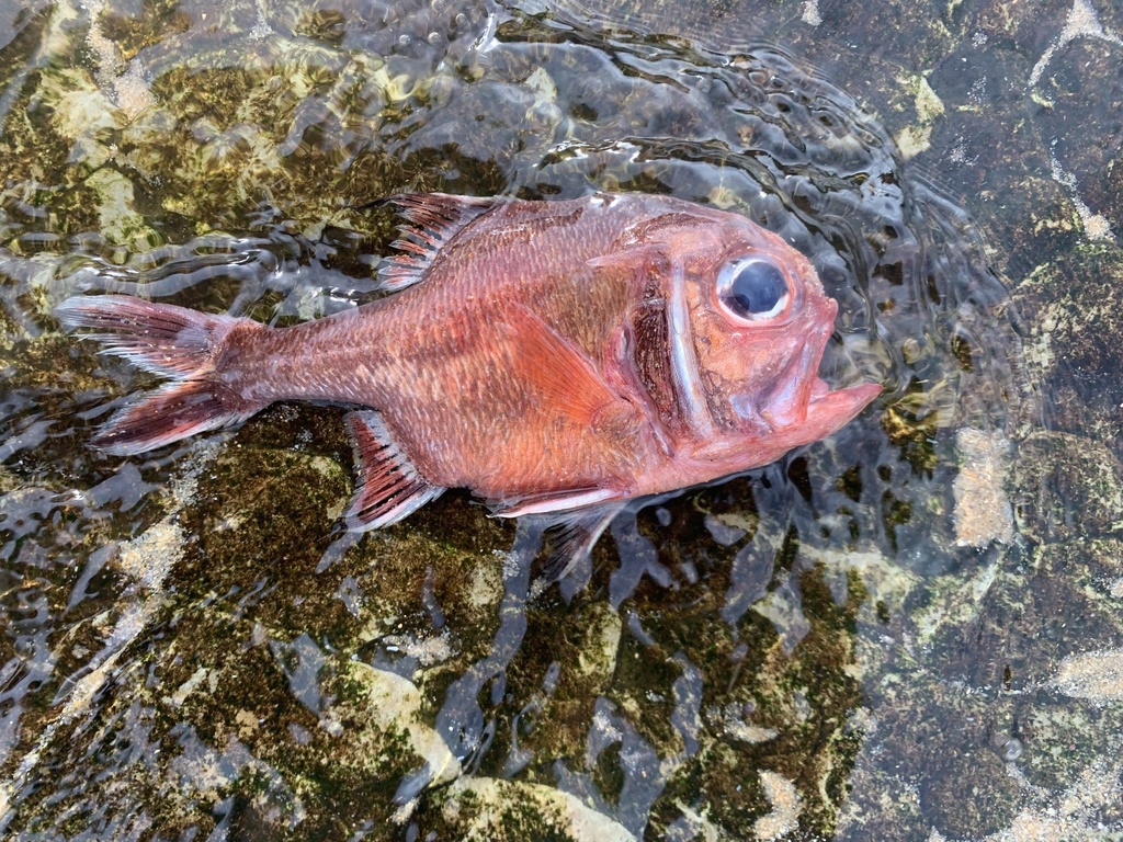Southern Roughy from Shelly Beach, Toowoon Bay, NSW, AU on July 21 ...