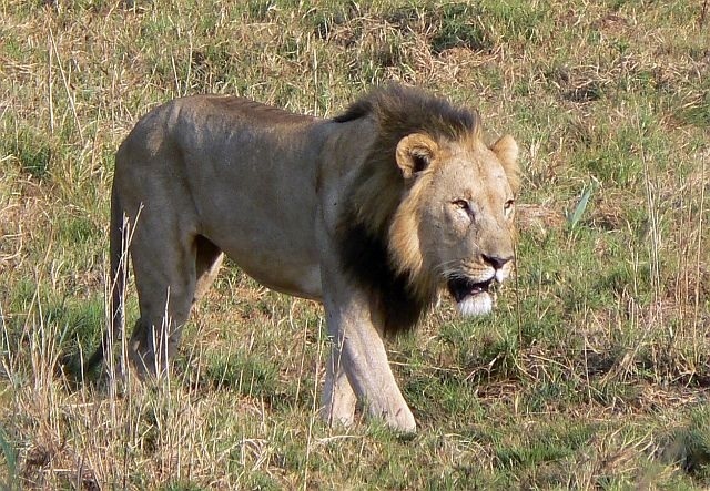 Southern Lion in August 2012 by traianbertau. Langa · iNaturalist
