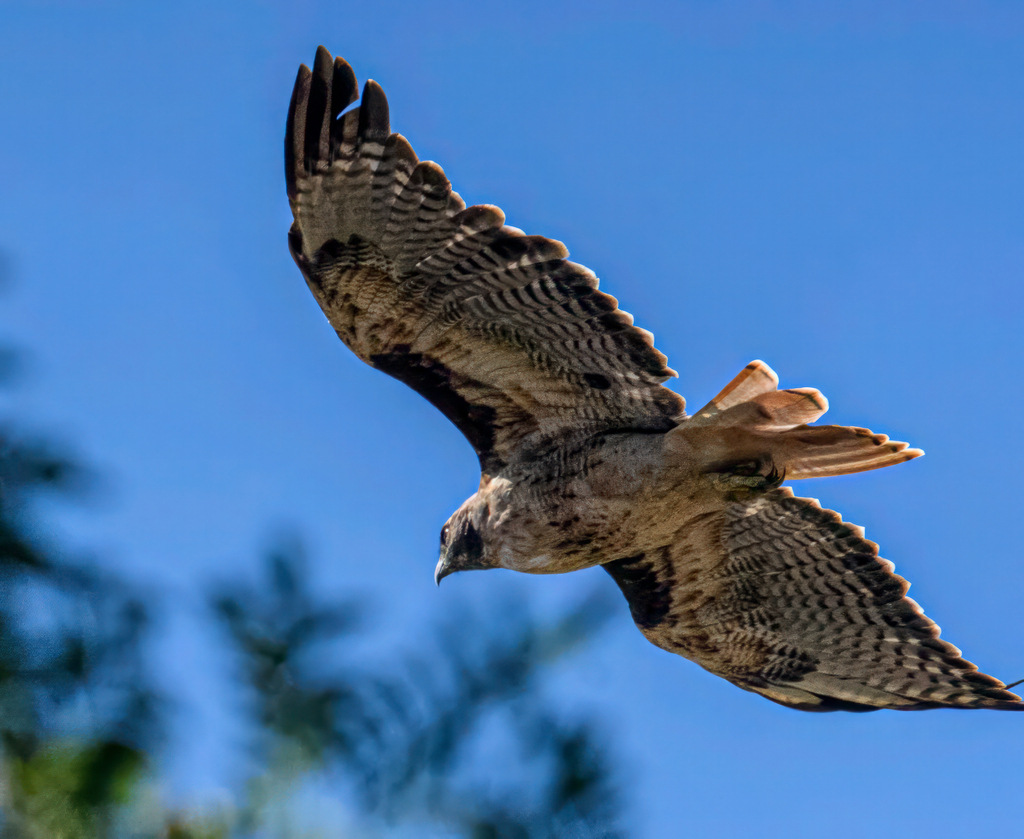 Red-tailed Hawk from Riverside County, CA, USA on August 27, 2023 at 03 ...