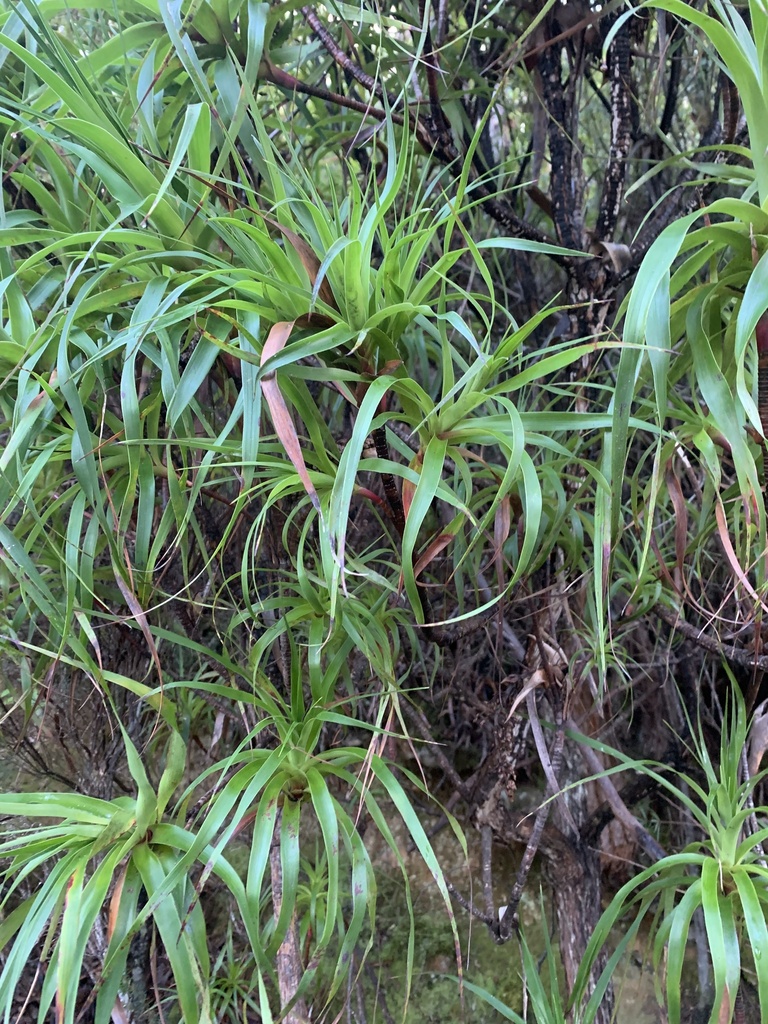Dragon Heath from Tasmania, Wellington Park, TAS, AU on August 30, 2023 ...